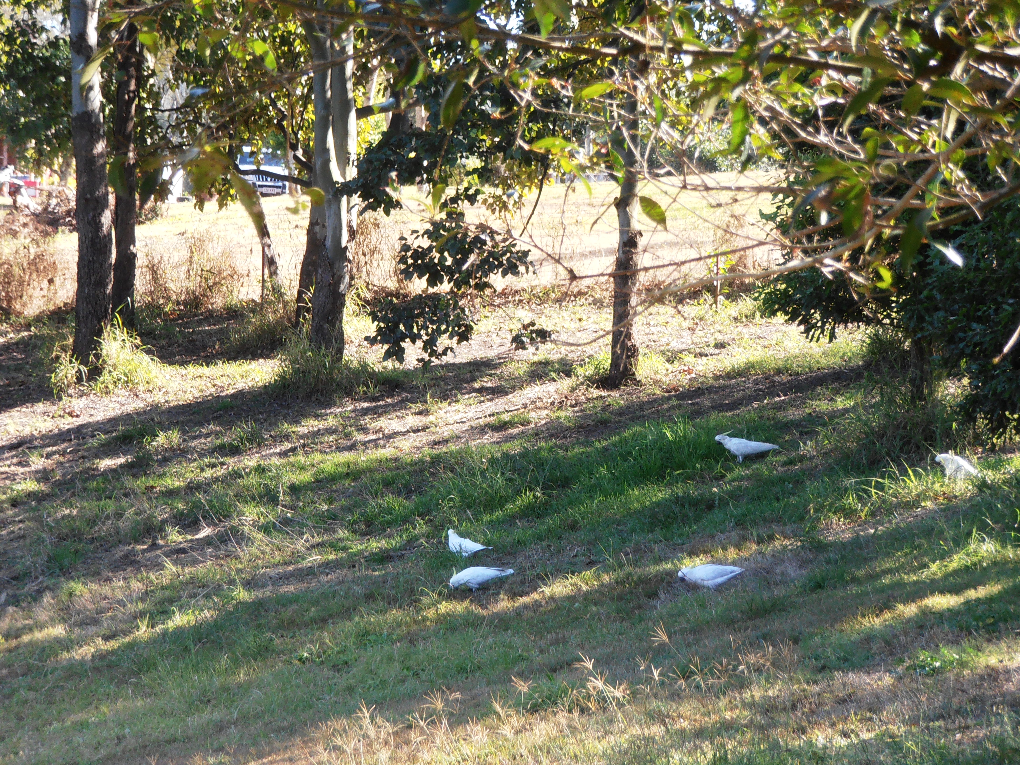 Wildlife Inventory | moggblog