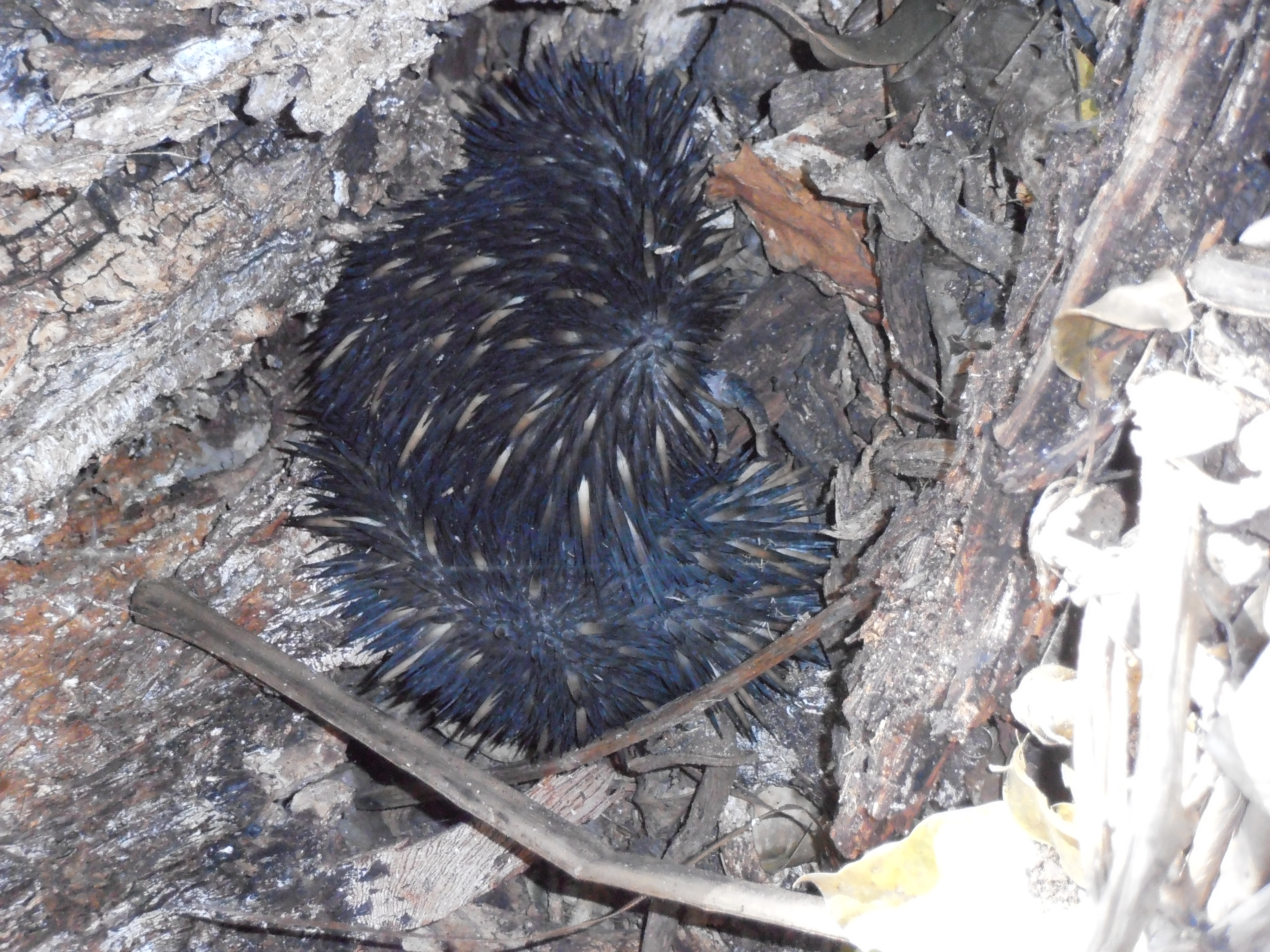 Wildlife Inventory | moggblog