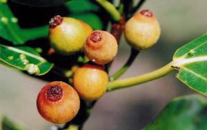 The three sandpaper figs native to Moggill | moggblog